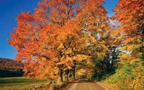 See Fall Foliage at These 5 Destinations Within Hours of Delaware