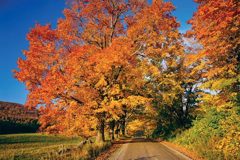 See Fall Foliage at These 5 Destinations Within Hours of Delaware